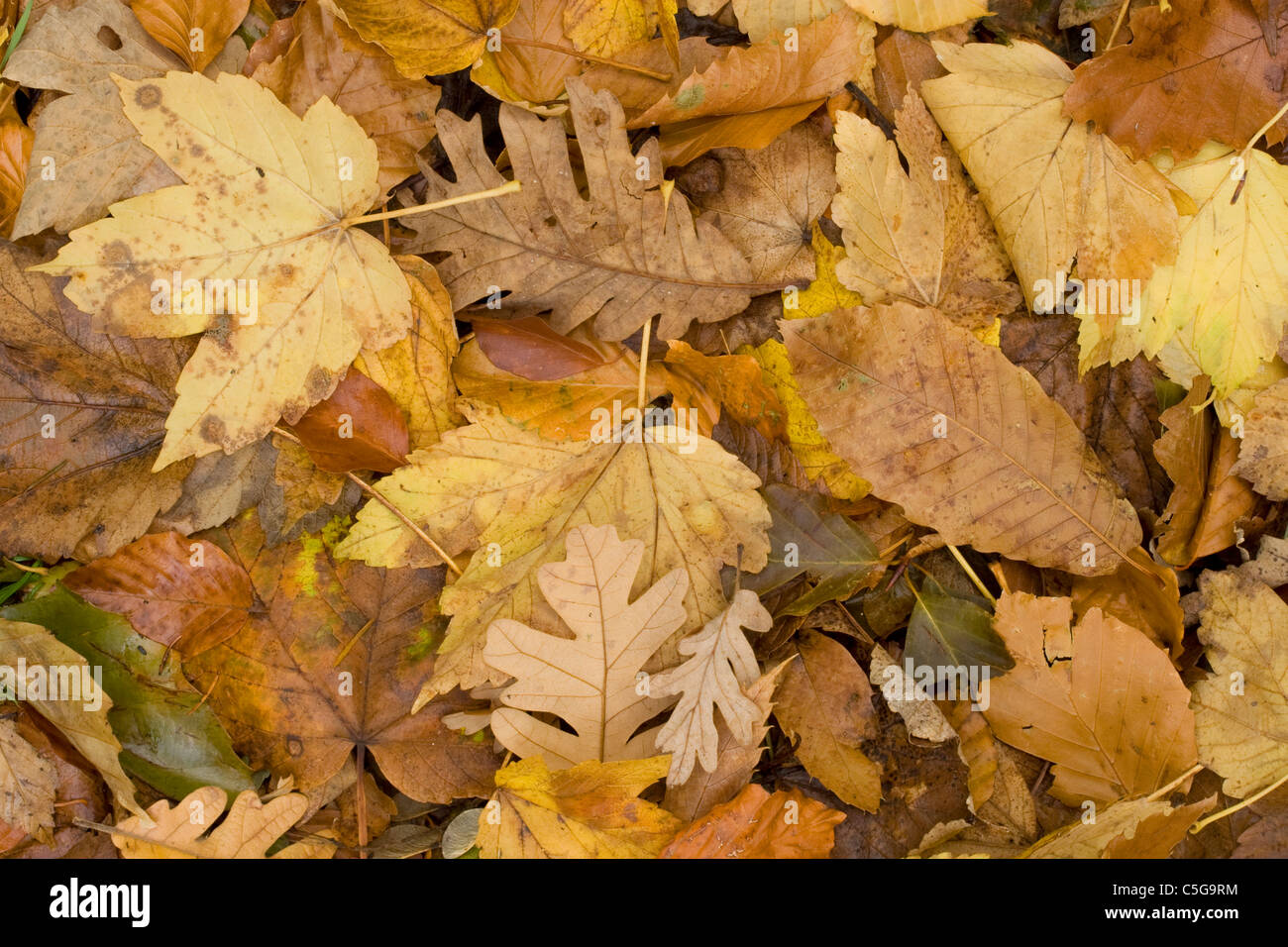 Hojas hi-res stock photography and images - Alamy