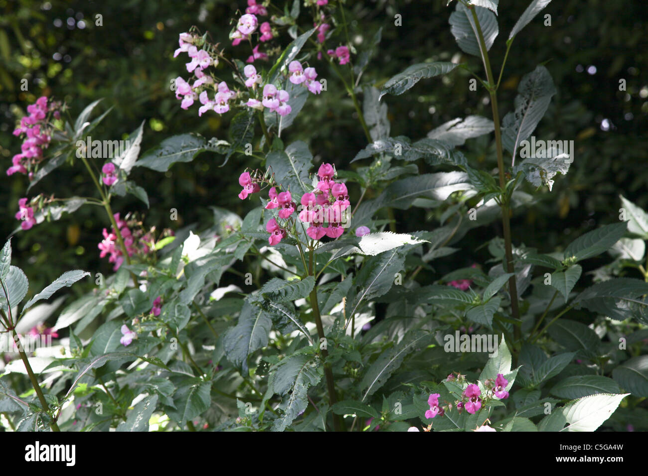 Himalayan balsam seed pods hi-res stock photography and images - Alamy