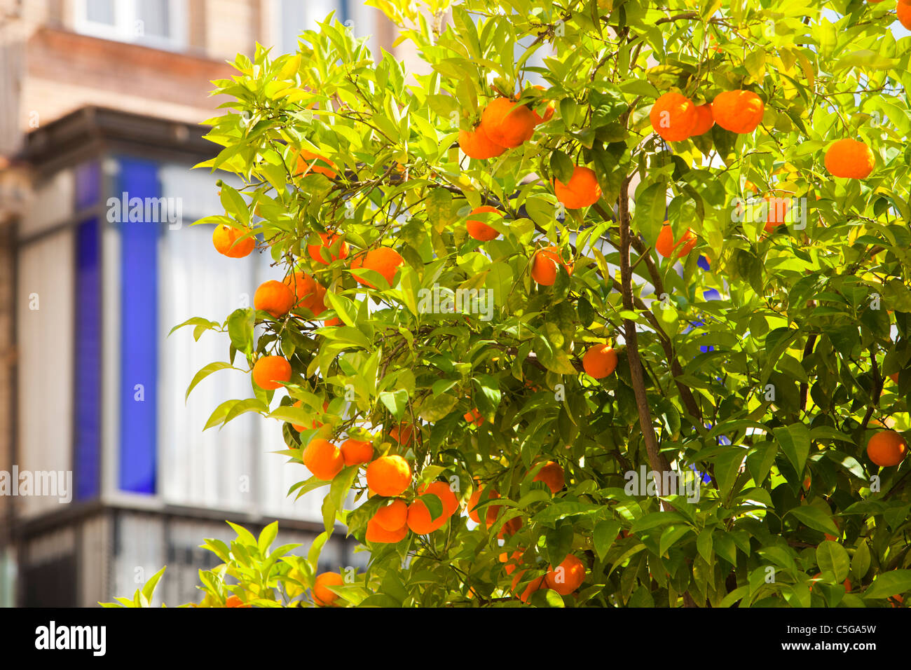 Sevilla orange hi-res stock photography and images - Alamy