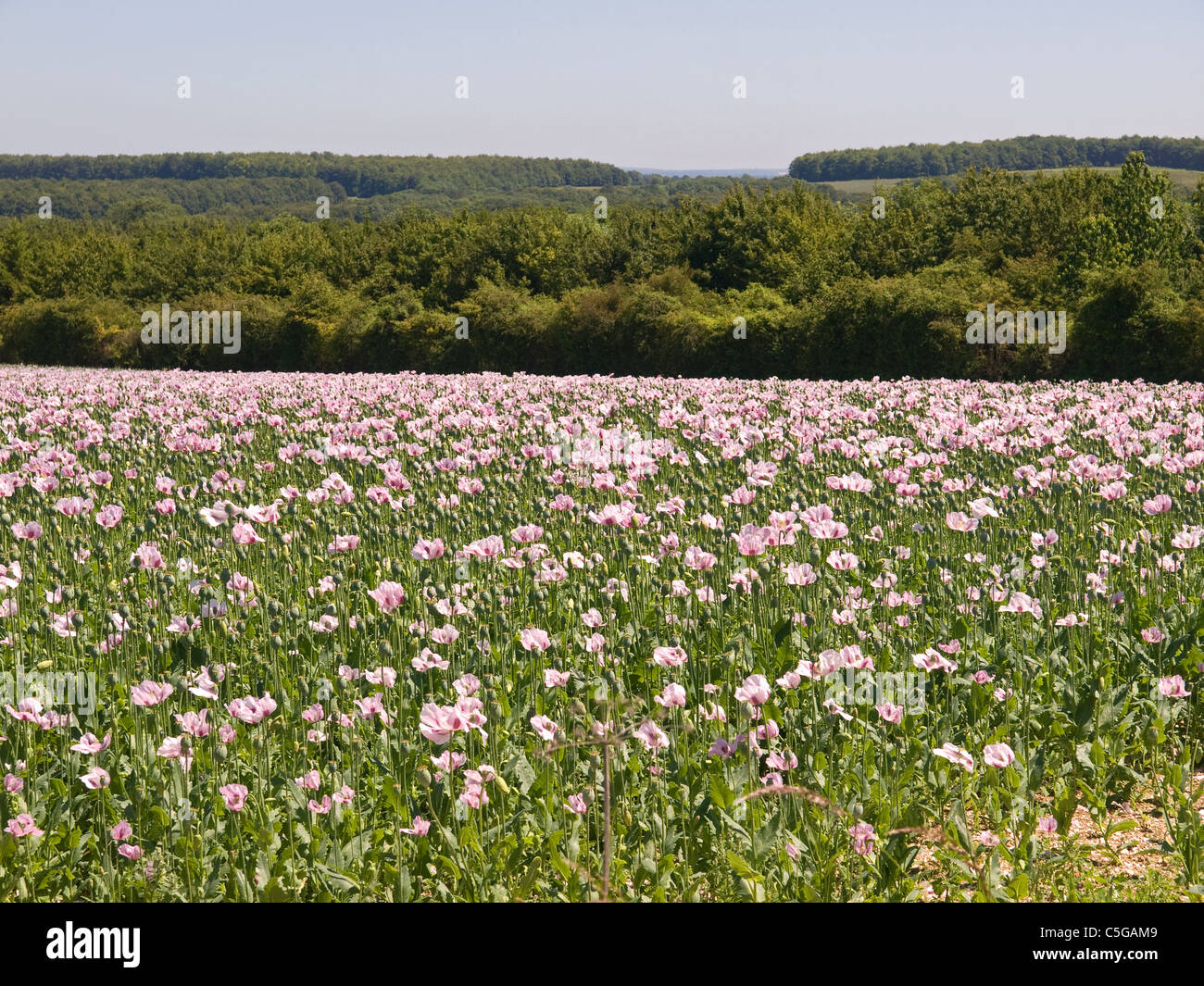 Field of pink poppies Hampshire England UK Stock Photo - Alamy
