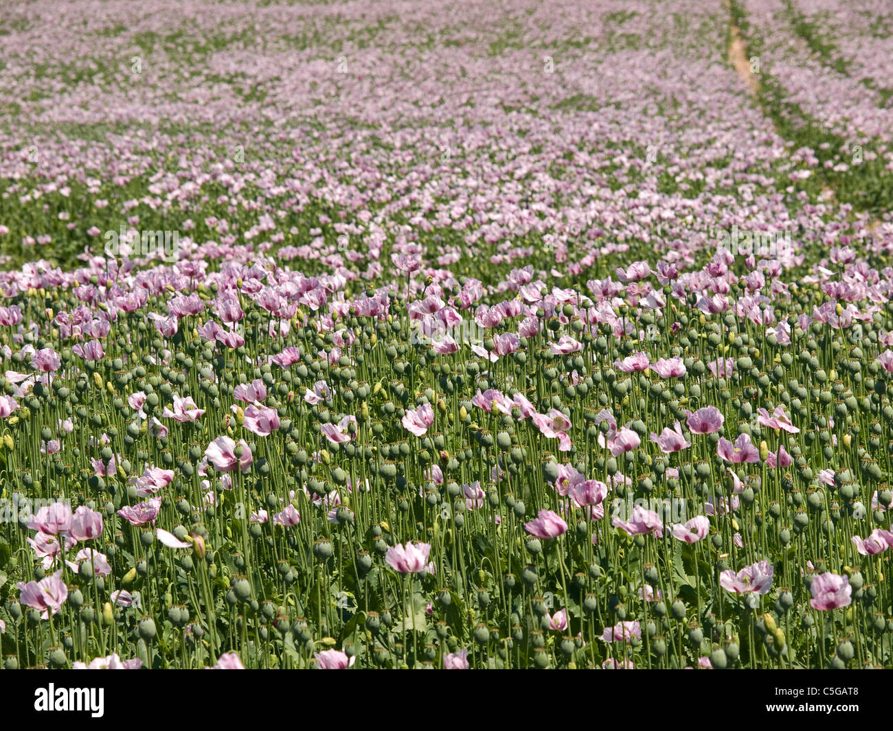 Field of pink poppies Hampshire England UK Stock Photo - Alamy