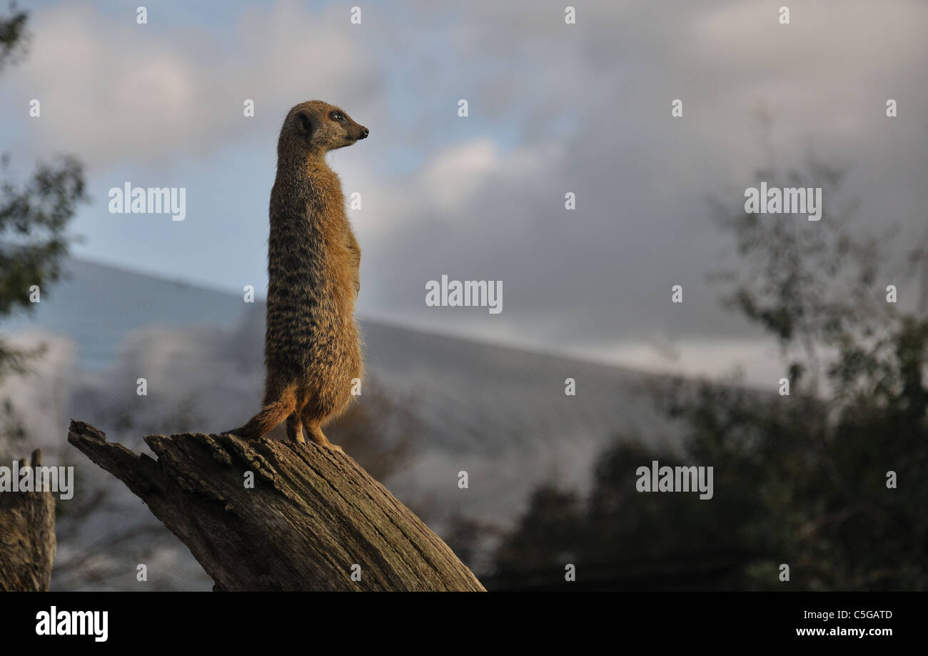 Meerkat on the lookout Stock Photo - Alamy