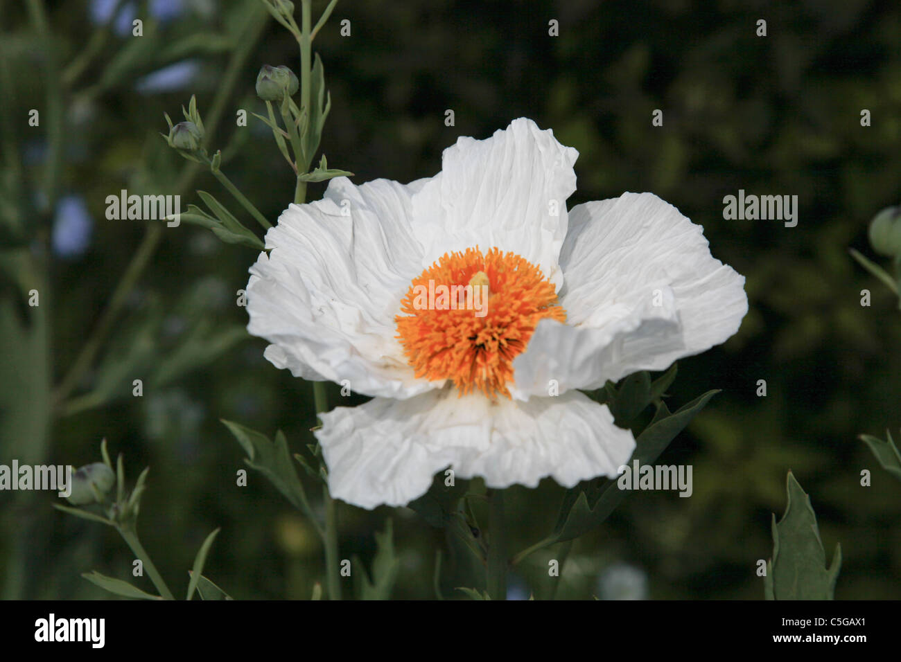 Californian poppy Romneya coulteri Stock Photo - Alamy