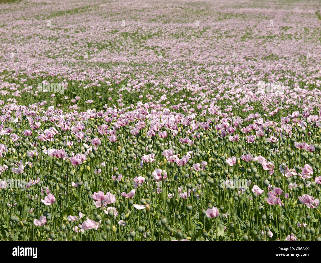 Field of pink poppies Hampshire England UK Stock Photo - Alamy