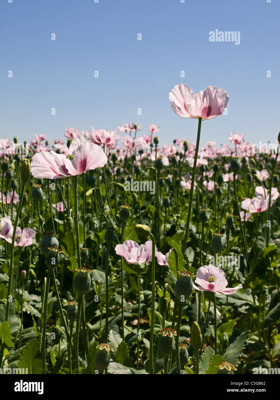 Field of pink poppies Hampshire England UK Stock Photo - Alamy
