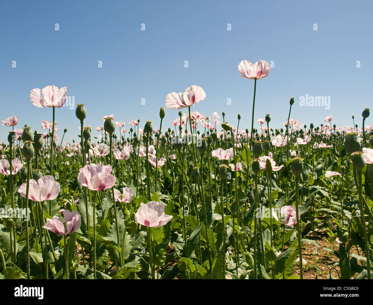 Field of pink poppies Hampshire England UK Stock Photo - Alamy