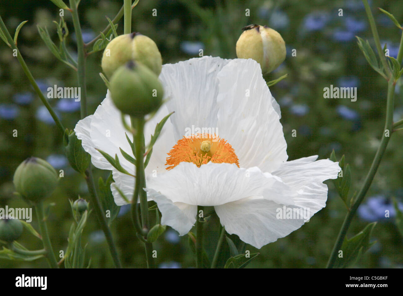 Romneya Coulteri Flowers High Resolution Stock Photography and Images ...