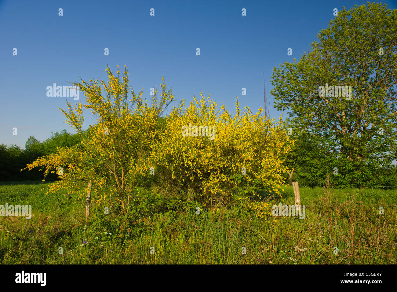 Bush of Common Broom in nature landscape Stock Photo - Alamy