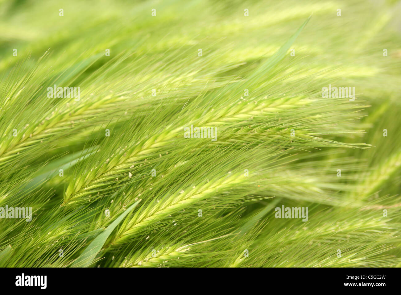 Wheat close up Stock Photo - Alamy