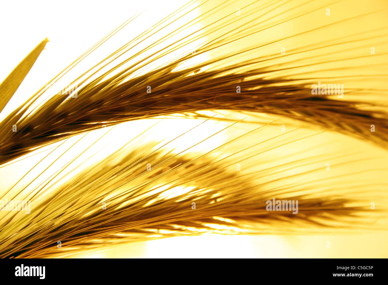Wheat close up Stock Photo - Alamy