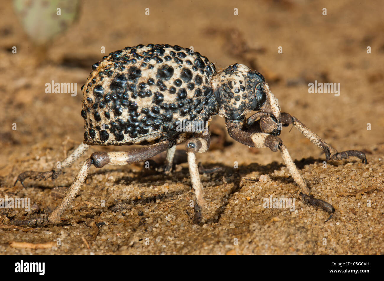 wart warty Weevil of madagascar big 2 inch insect Curculionoidea on ...