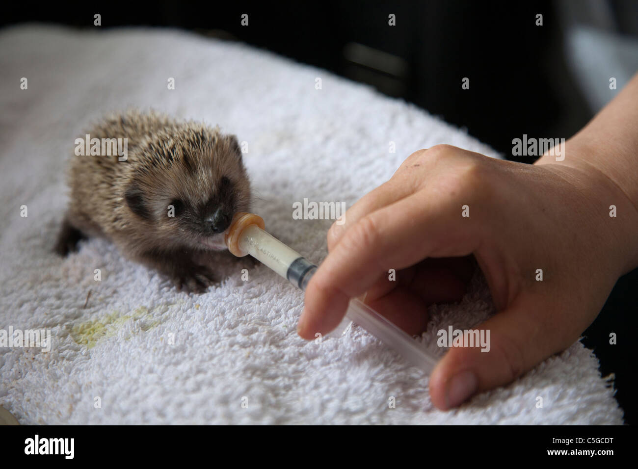 Feeding a four week old hedgehog baby Stock Photo - Alamy