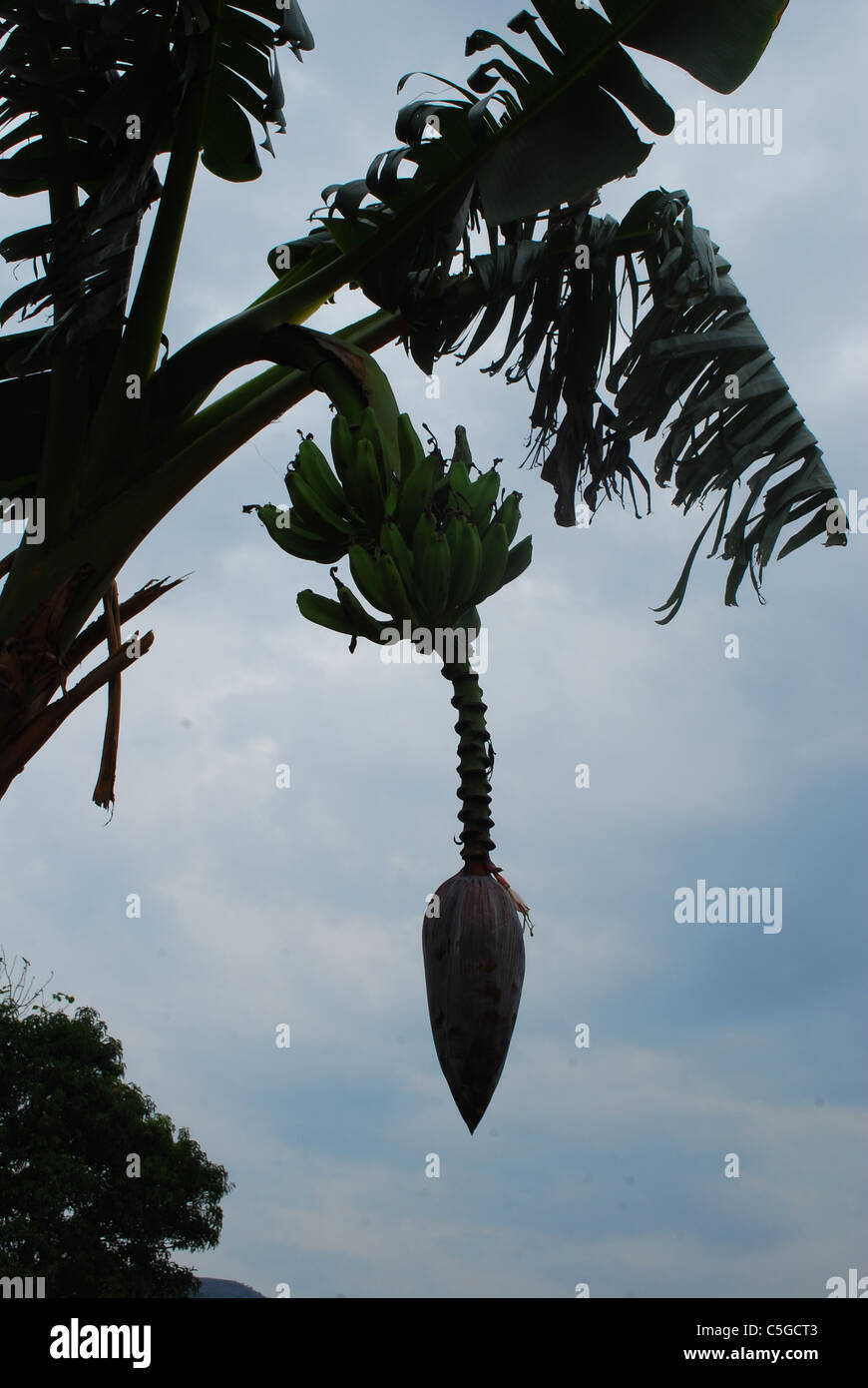 banana tree close-up Stock Photo - Alamy