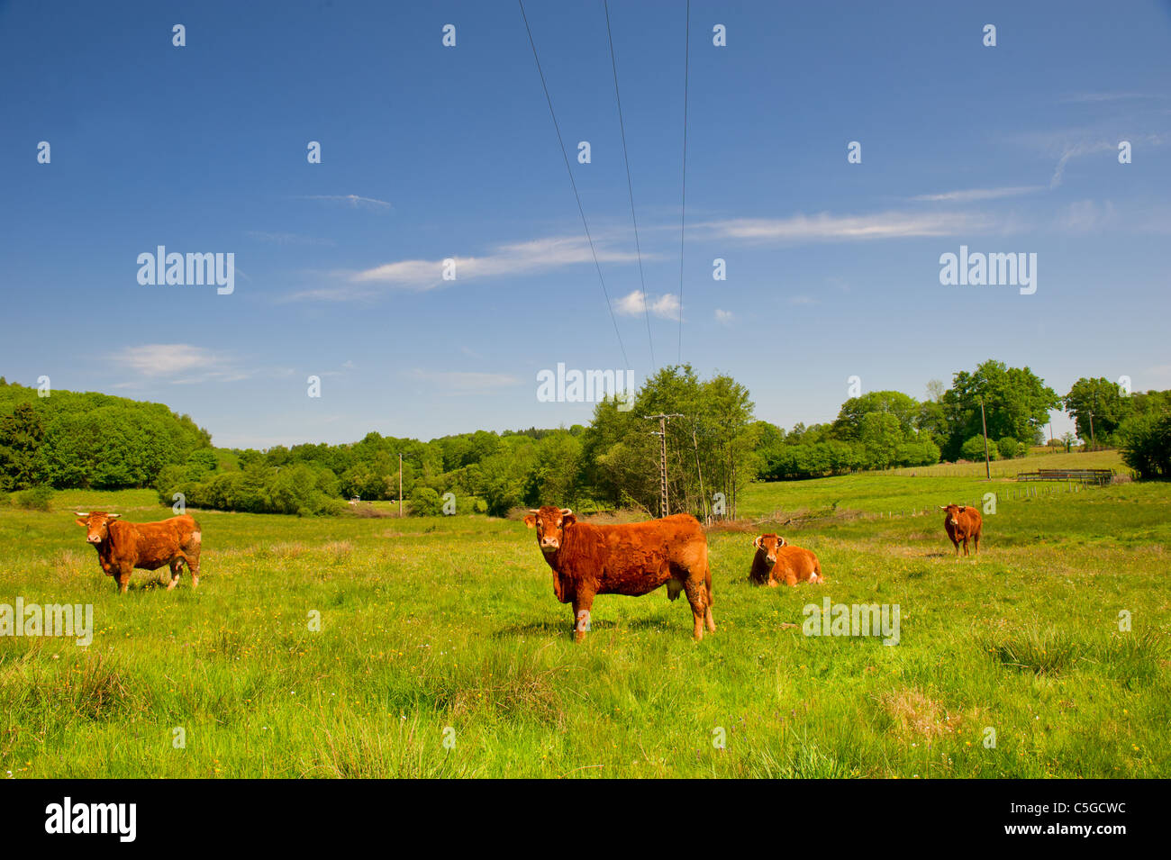 Brown Limousin cow as typical breed in France Stock Photo - Alamy