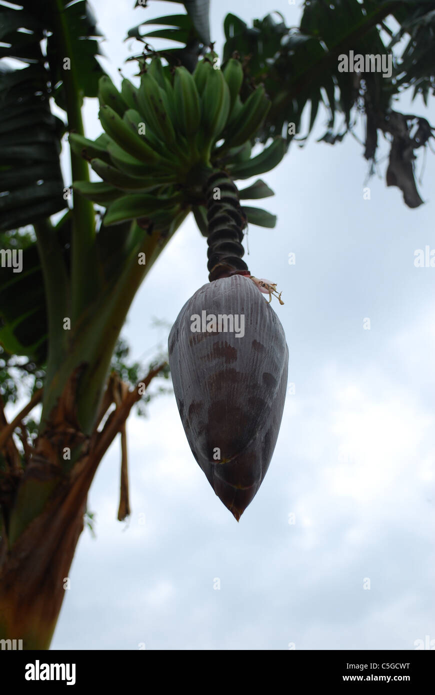 banana tree close-up Stock Photo - Alamy