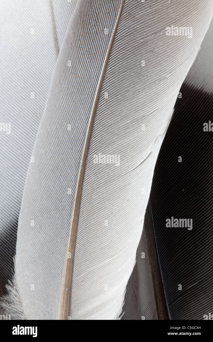 Feathers Close Up Texture High Resolution Stock Photography and Images ...
