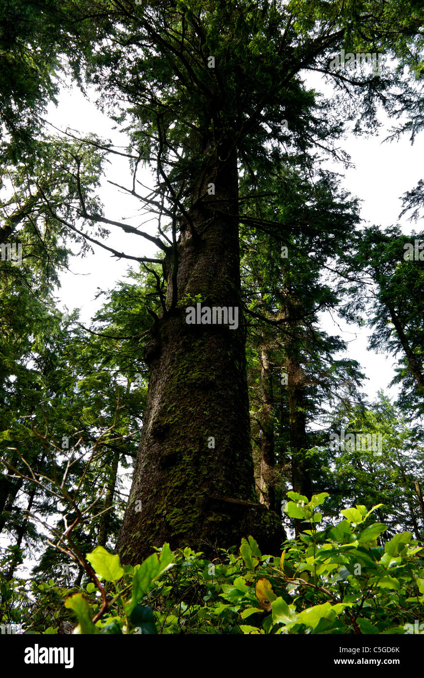 Bc tree hi-res stock photography and images - Alamy