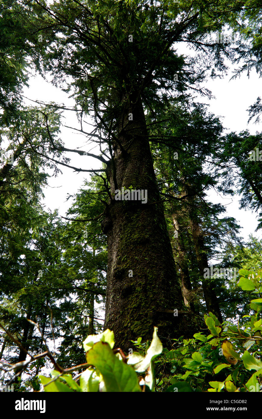 700 year old spruce tree Walters Island Kyuquot Sound BC Stock Photo ...