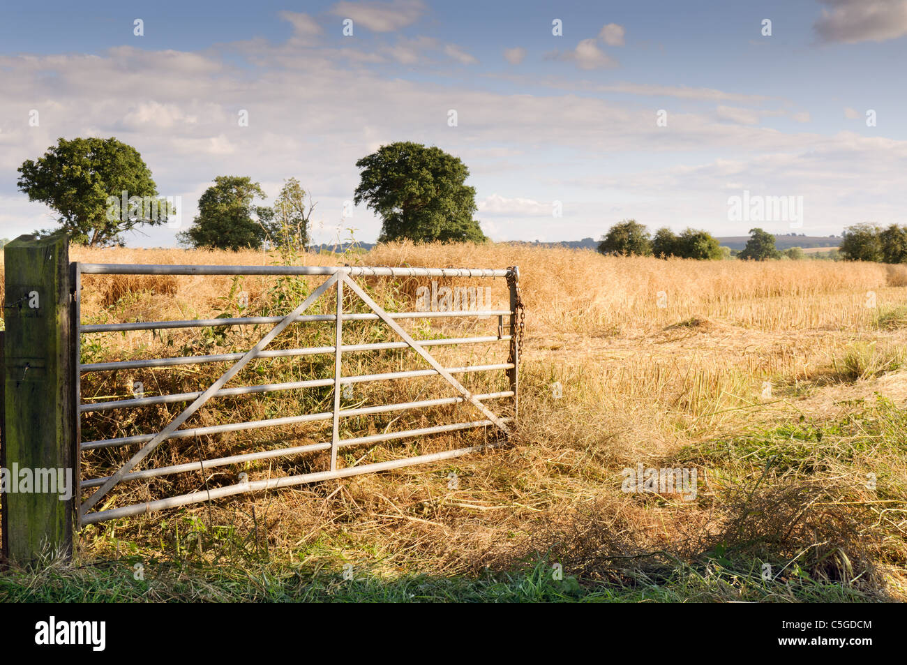 A field ready for harvesting, viewed through an open gate Stock Photo ...
