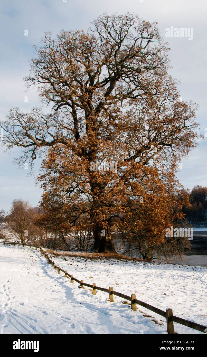 Tree, near Ripon, Yorkshire, UK Stock Photo - Alamy