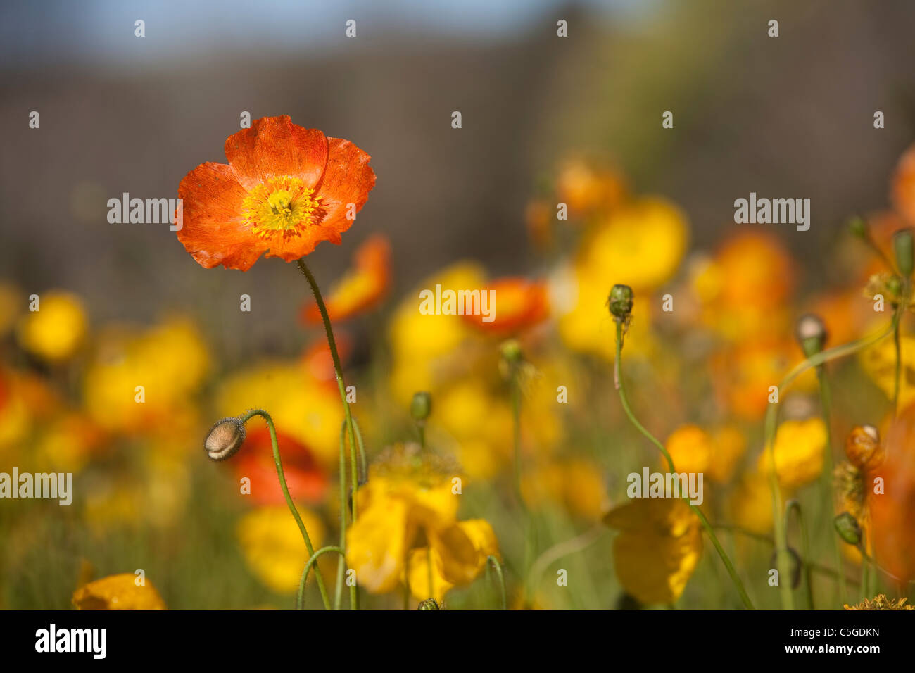 Australian poppies in the sun Stock Photo - Alamy