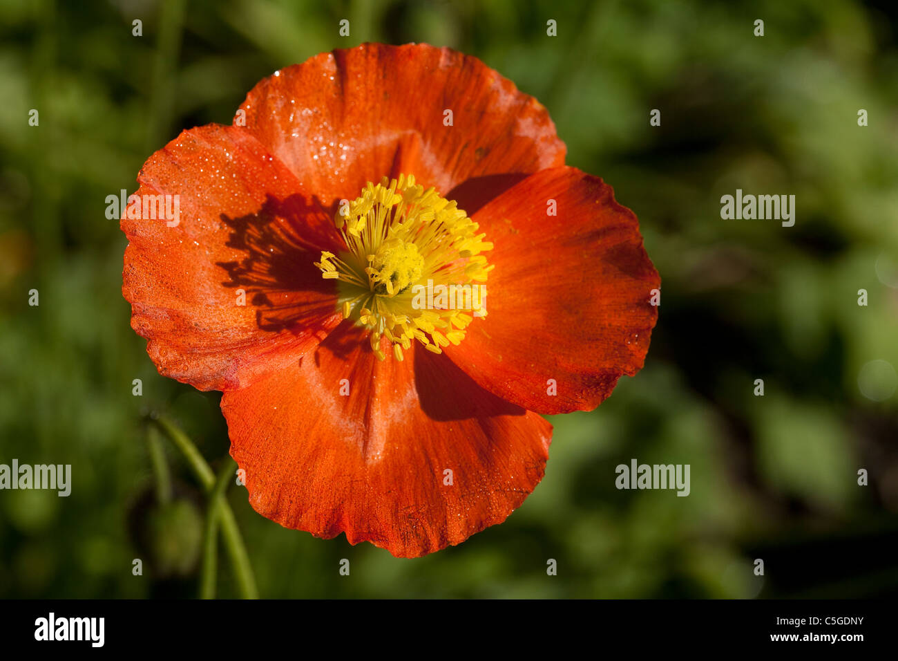 Poppy in the sun Stock Photo - Alamy