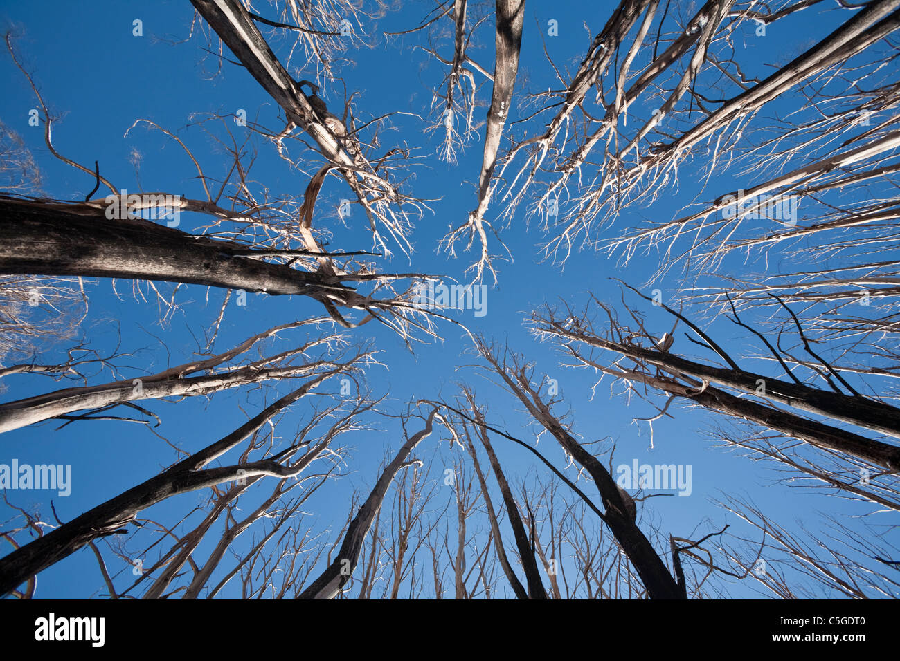 Dead tree after Black Saturday bushfire in Marysville Victoria Stock ...