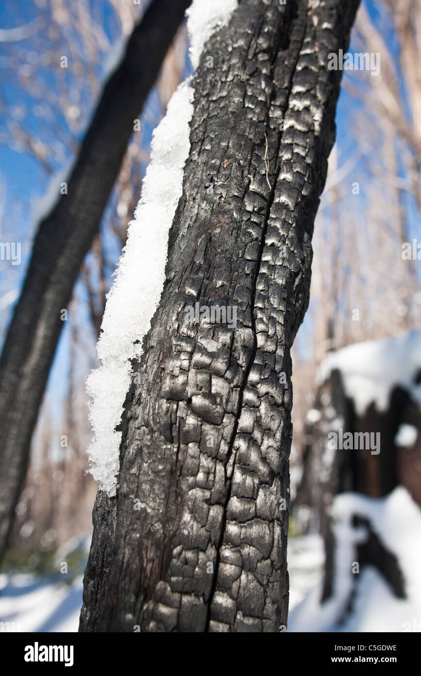 Dead gum tree hi-res stock photography and images - Alamy