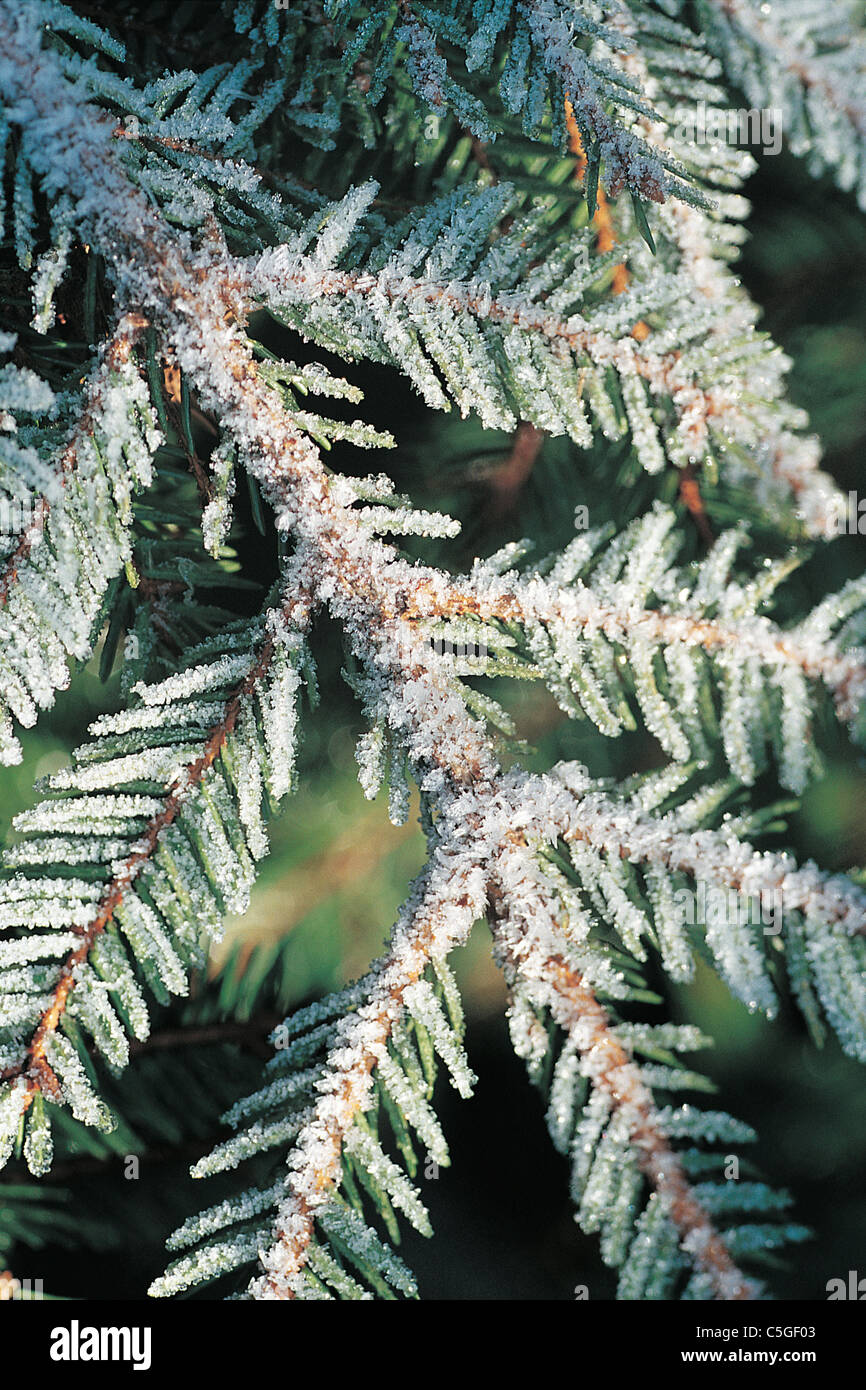 Ice and snow resting on the leaves of a fir christmas tree Stock Photo ...