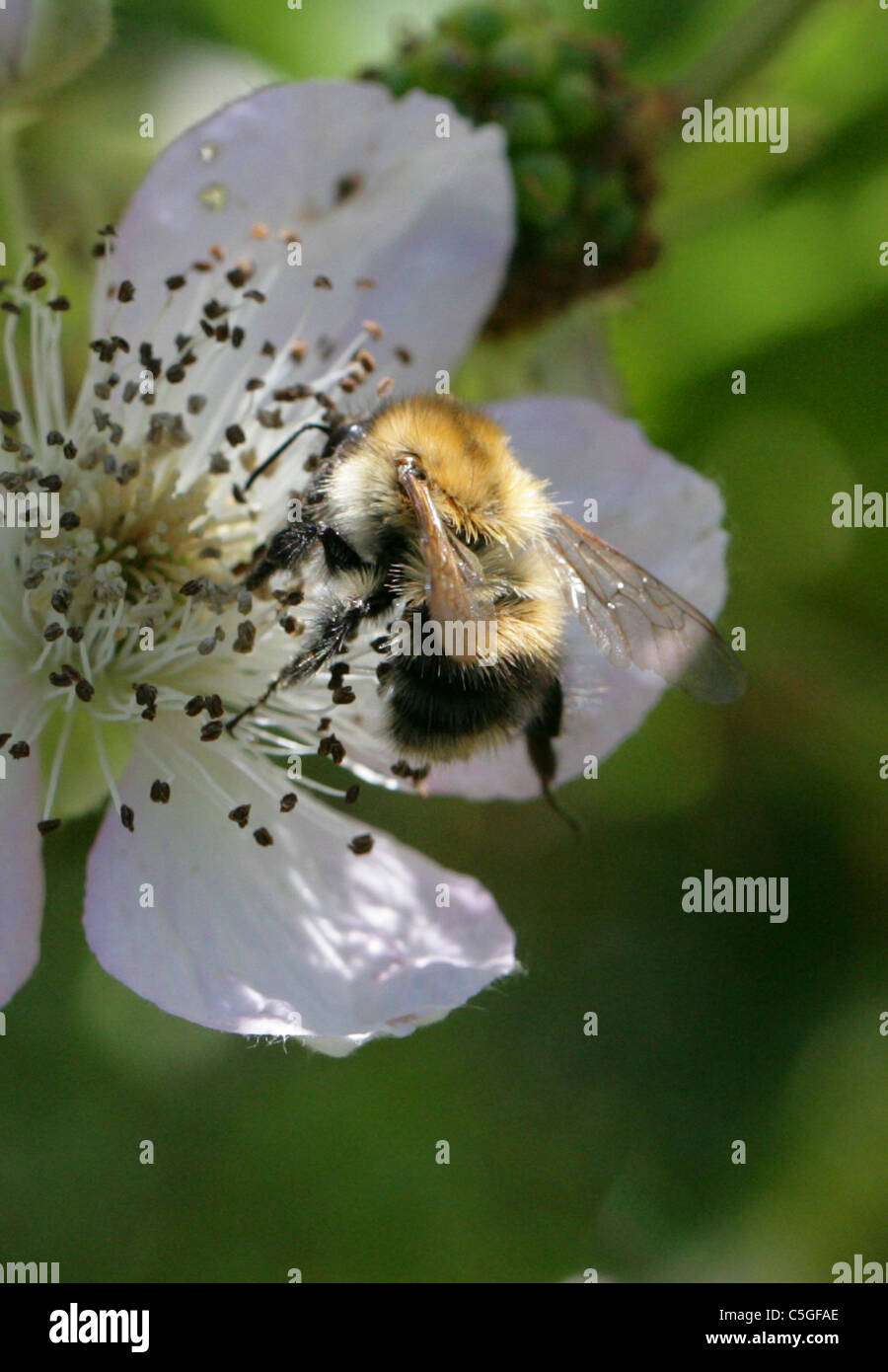 Brown-banded Carder Bee, Bombus humilis, Apidae, Apoidea, Apocrita ...