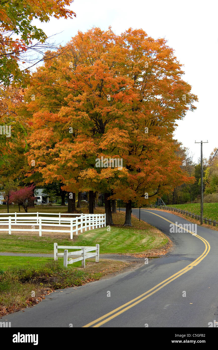 A bright orange maple tree in a country setting during the autumn ...