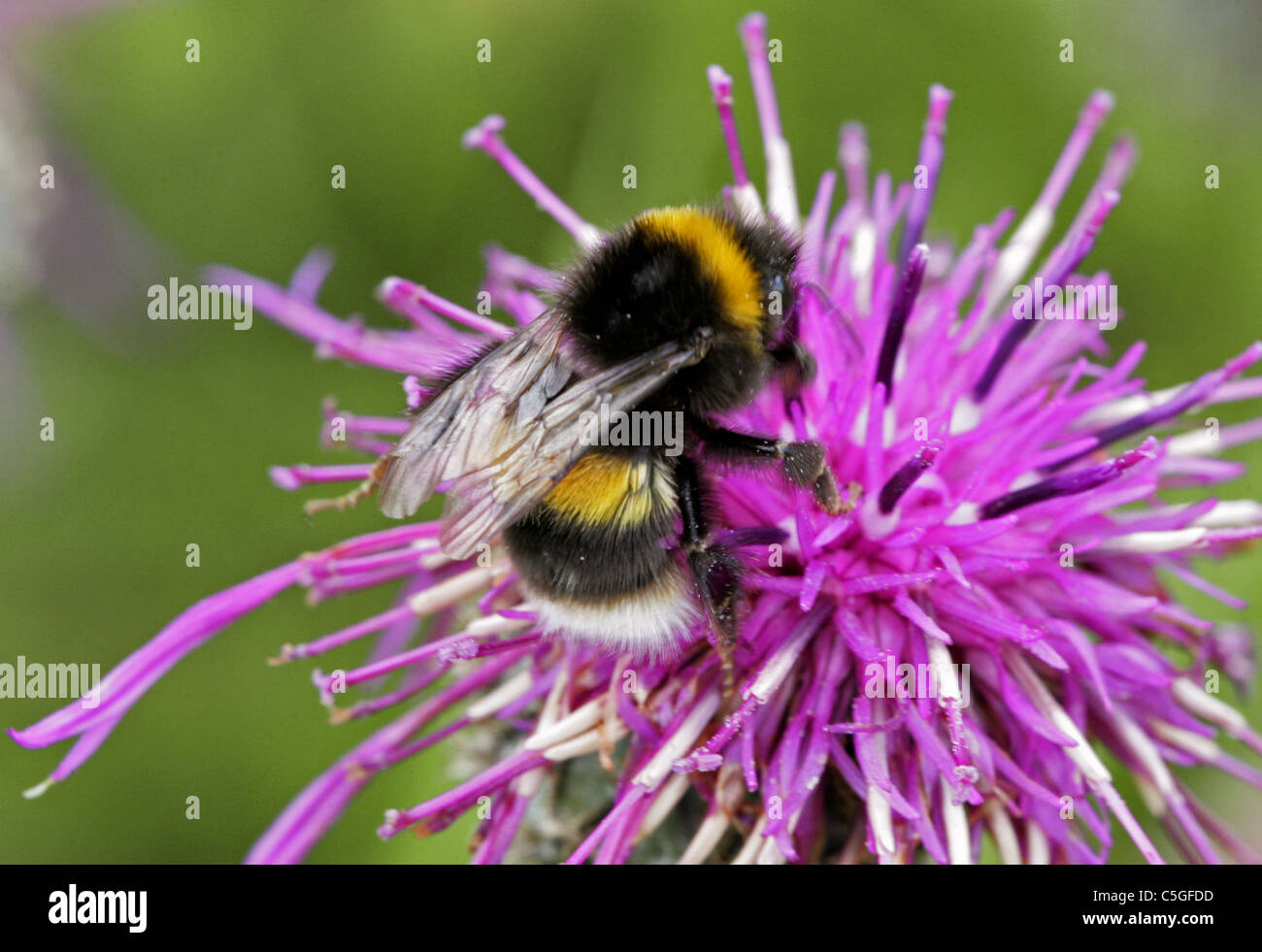 Buff-tailed Bumblebee, Bombus terrestris, Apinae, Apidae, Apoidea, Apocrita, Hymenoptera. On ...