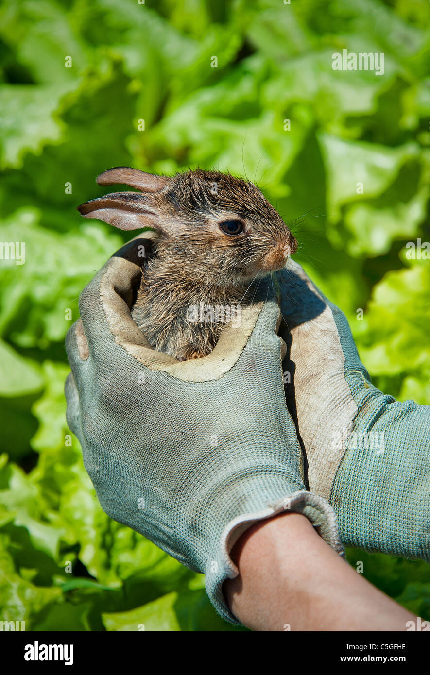 Rabbit pest hi-res stock photography and images - Alamy