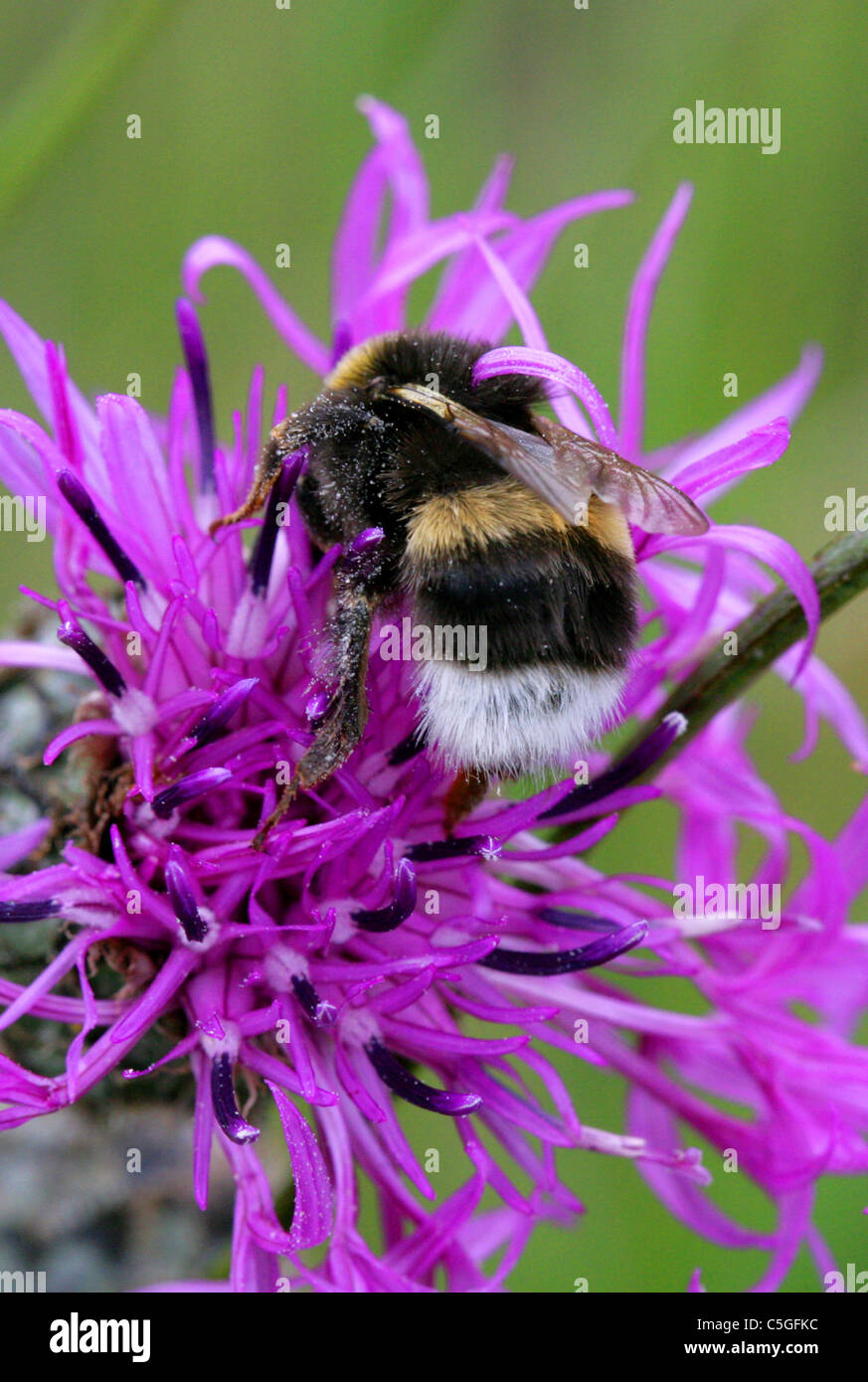 Buff-tailed Bumblebee, Bombus terrestris, Apinae, Apidae, Apoidea, Apocrita, Hymenoptera. On ...