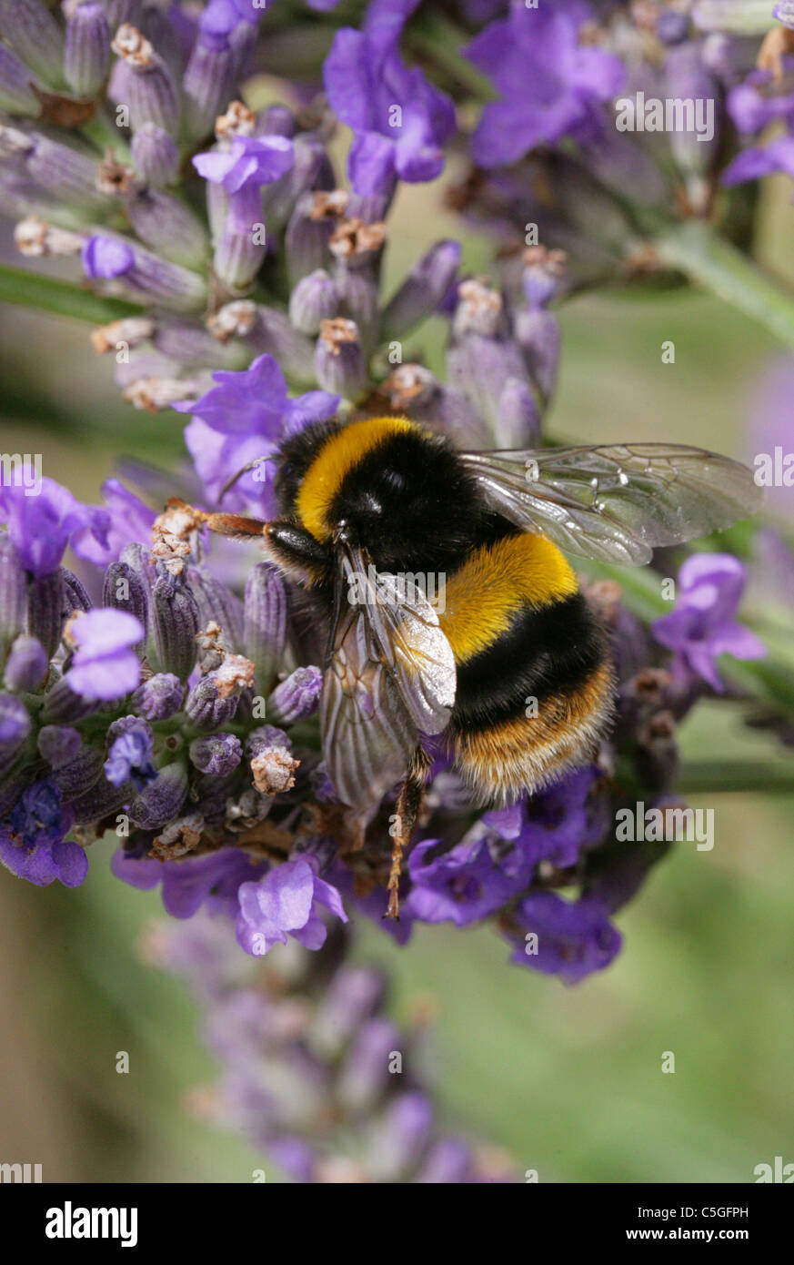 Buff-tailed Bumble-bee, Bombus terrestris, Apinae, Apidae, Apoidea ...