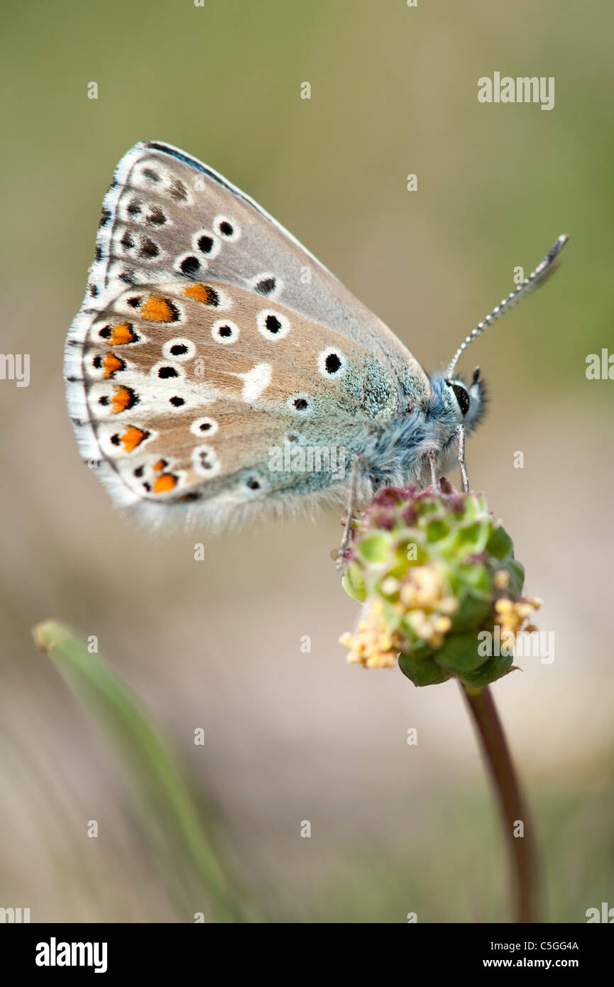 Adonis blue butterfly hi-res stock photography and images - Alamy
