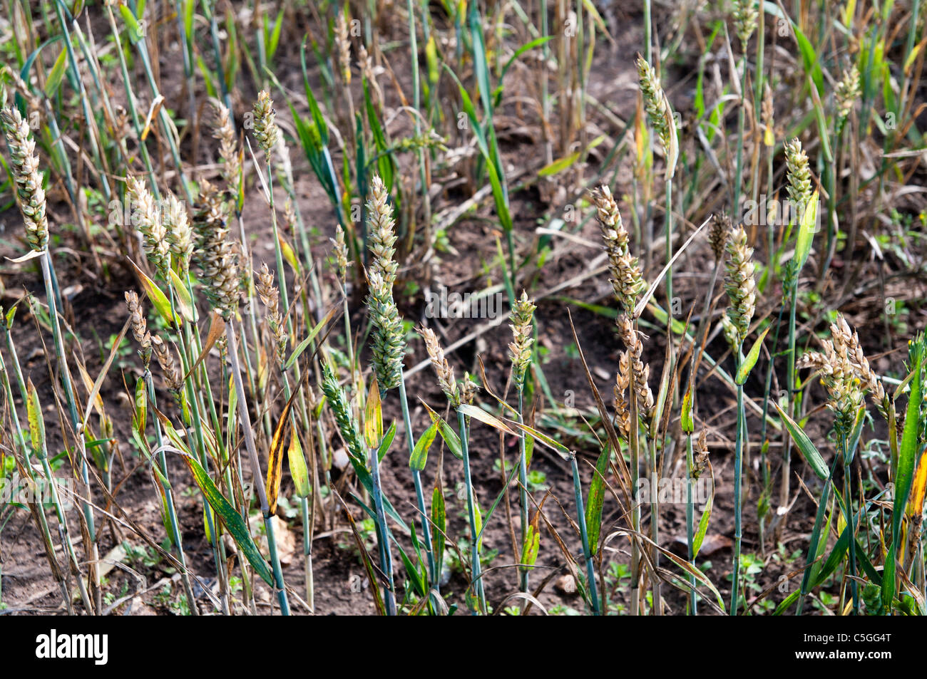 Drought wheat food crop hi-res stock photography and images - Alamy