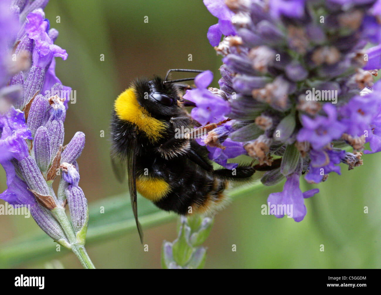 Buff-tailed Bumble-bee, Bombus terrestris, Apinae, Apidae, Apoidea ...