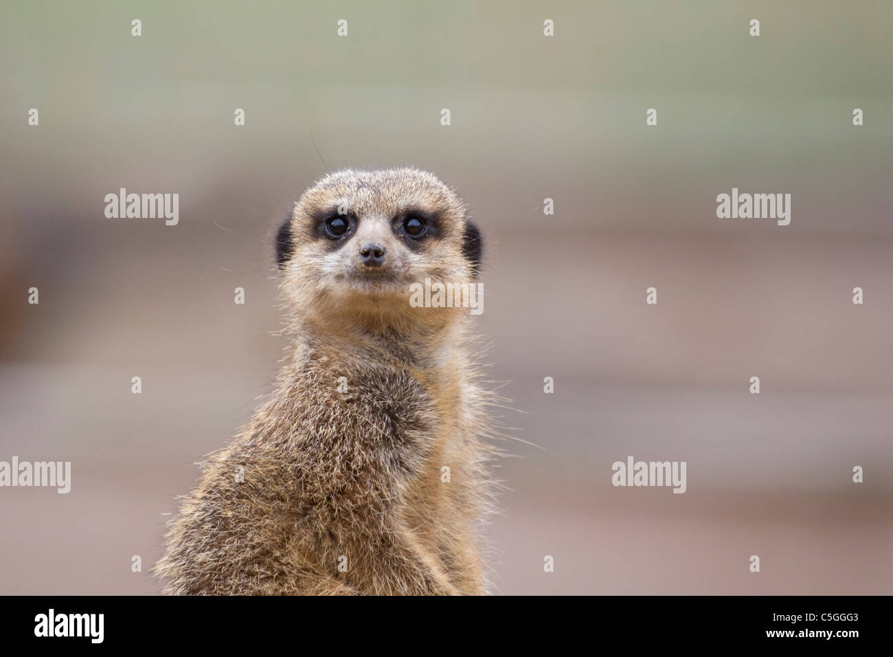 Meerkat Suricata suricatta headshot in relaxed pose on sentry duty ...