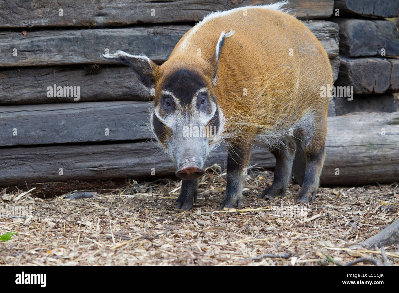 Facing Forwards High Resolution Stock Photography and Images - Alamy