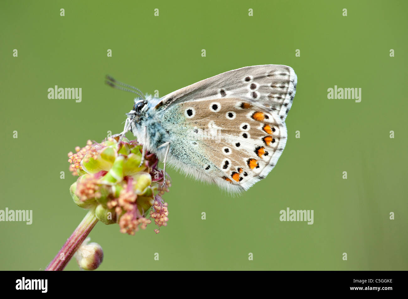 Adonis hi-res stock photography and images - Alamy