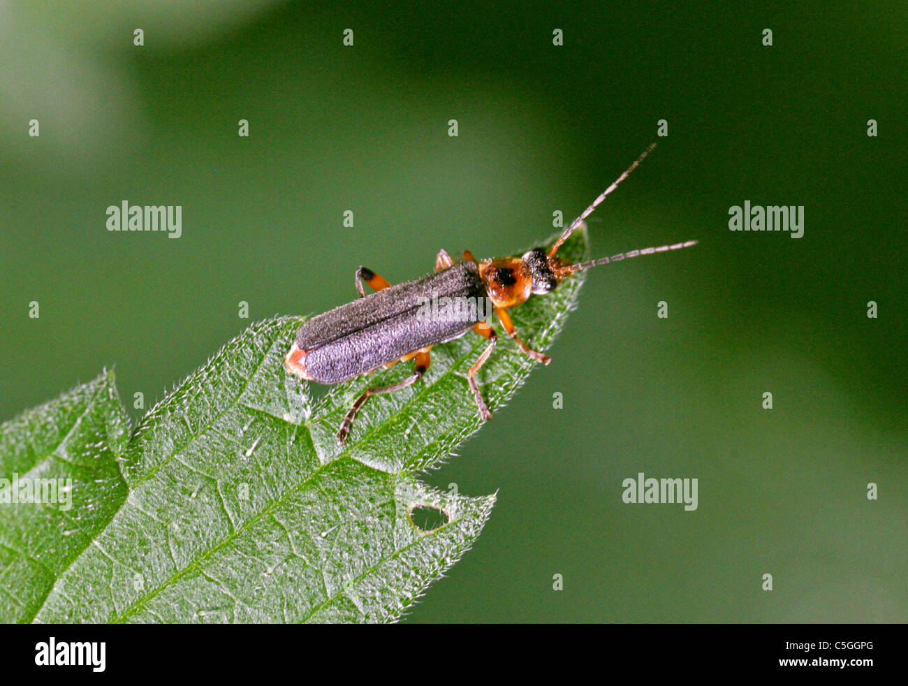 Cantharis rustica hi-res stock photography and images - Alamy