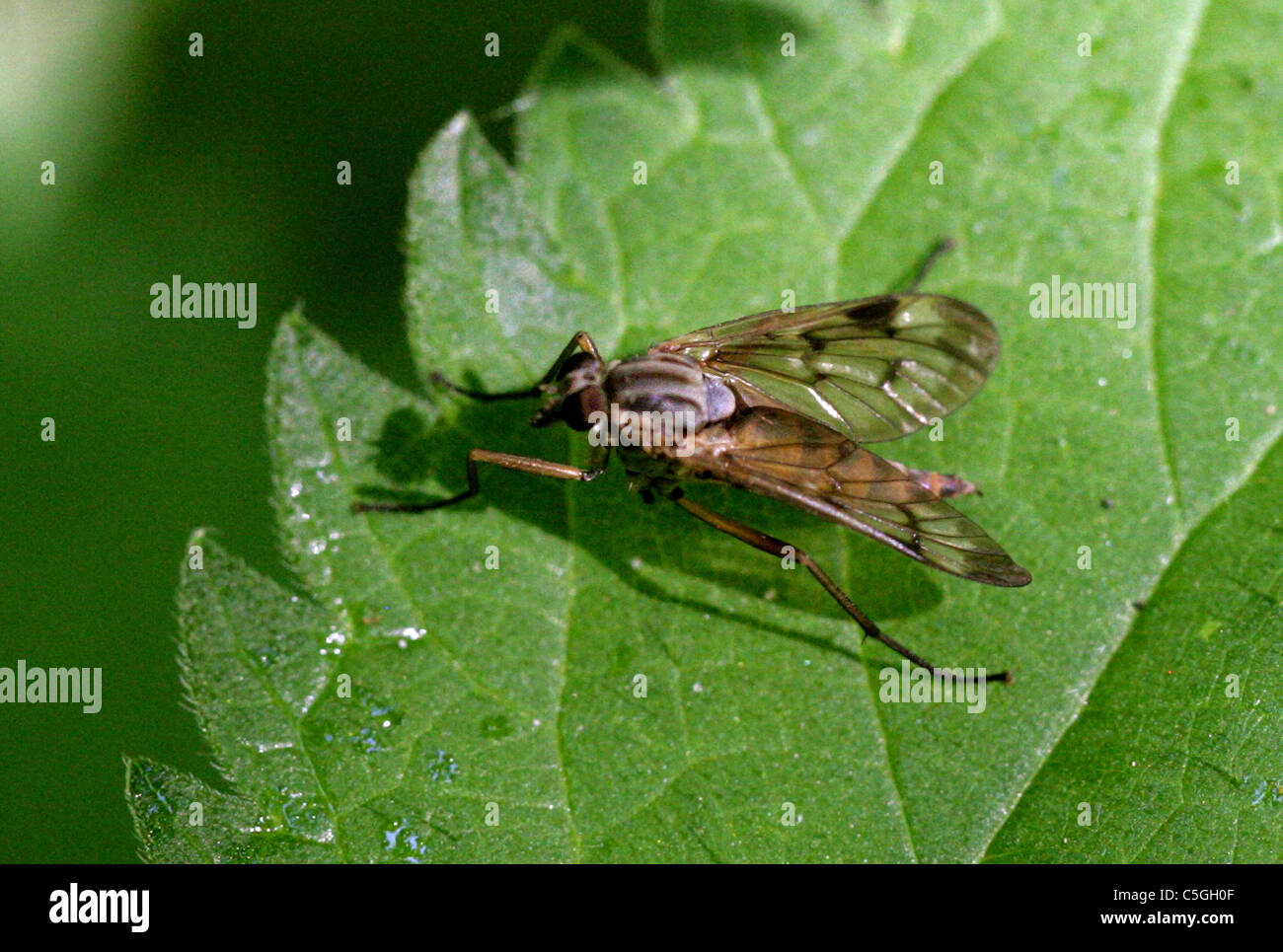 Downlooker Snipe Fly, Rhagio scolopaceus, Rhagionidae, Diptera. Female ...