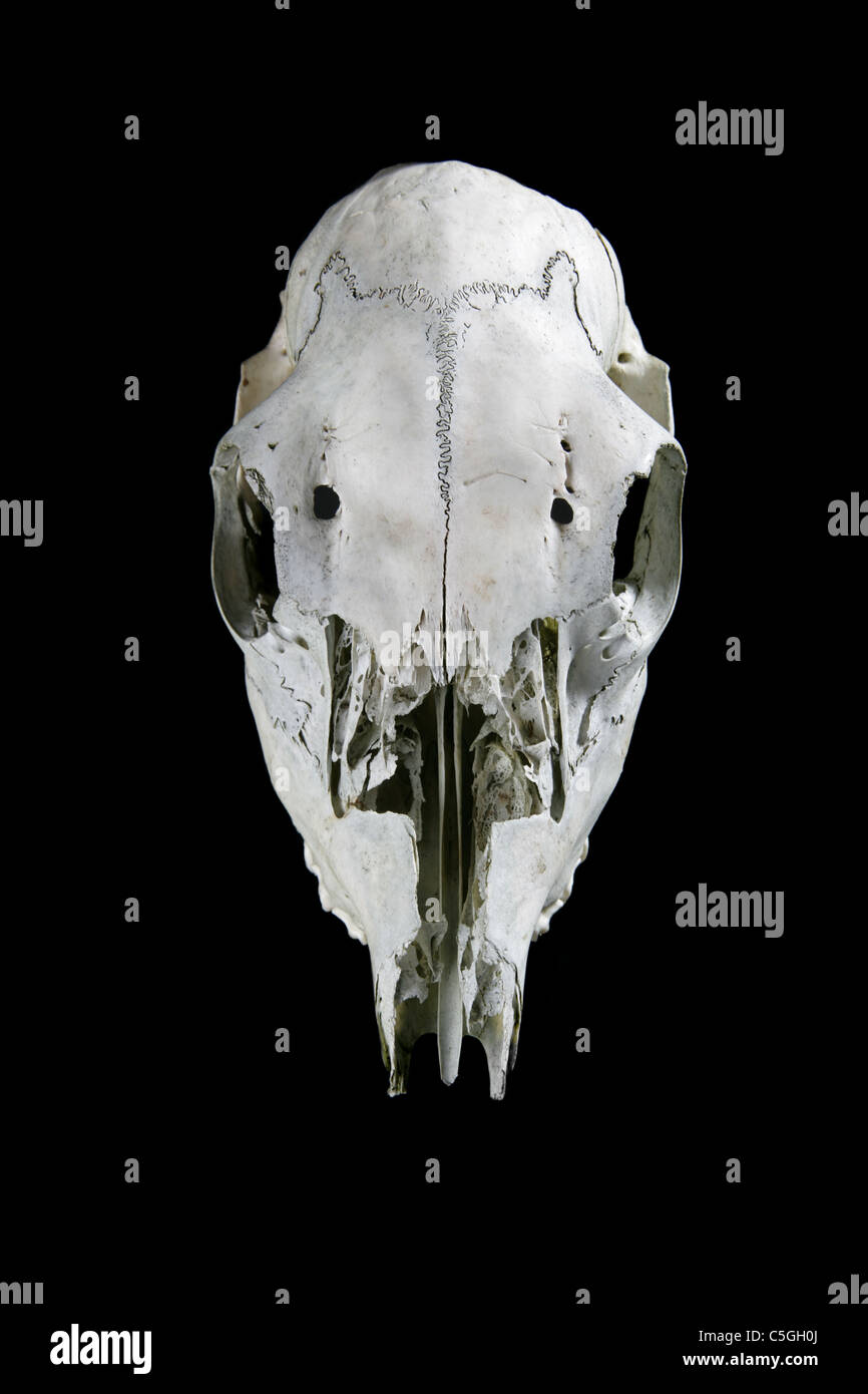 Skull of a Deer (probably Roe, Muntjac or Fallow Deer Stock Photo - Alamy