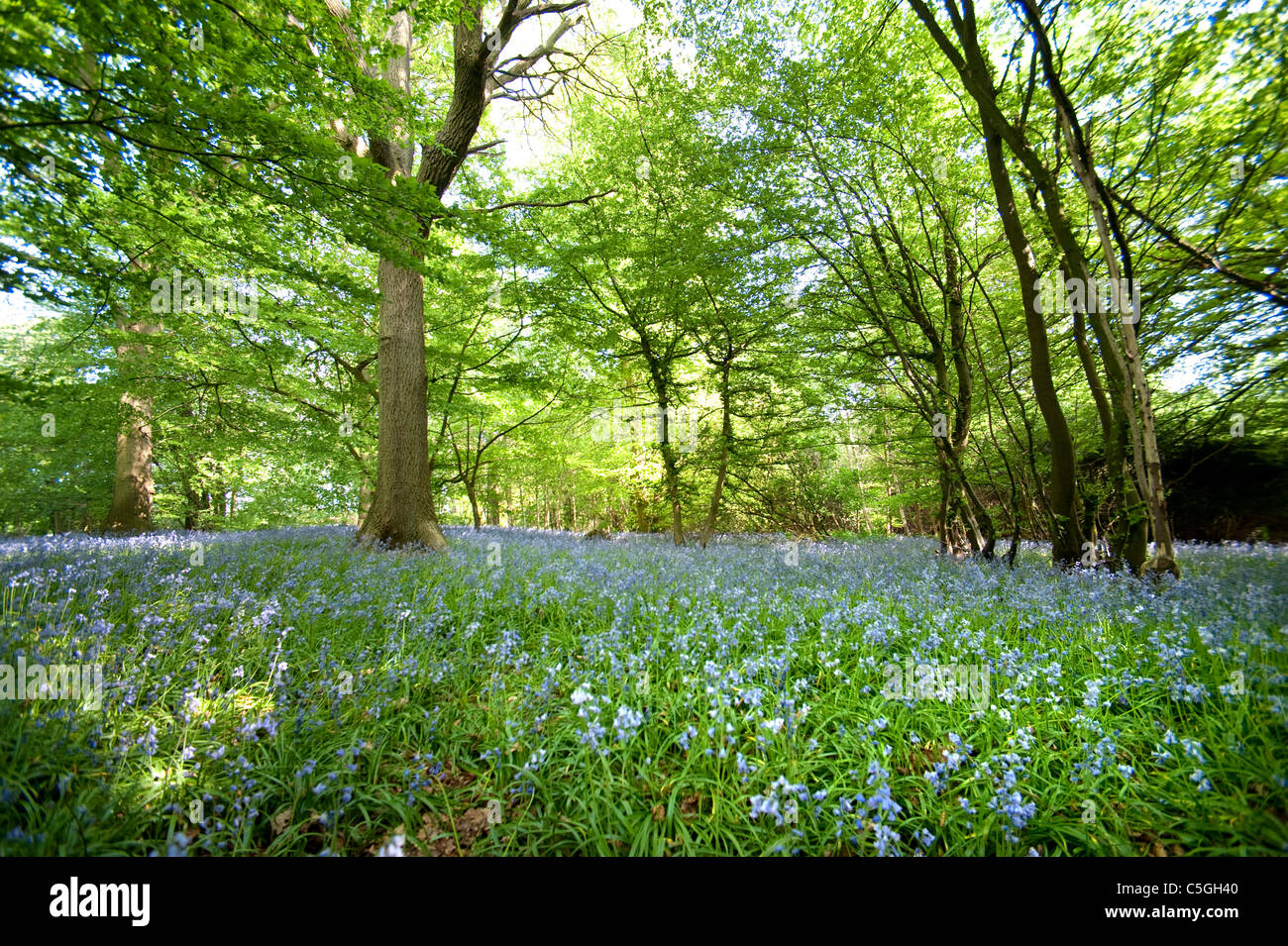 Bluebell hill kent hi-res stock photography and images - Alamy