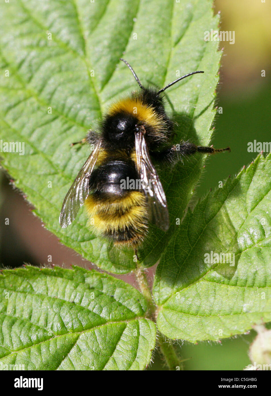 Early Bumblebee (Male), Bombus pratorum, Apinae, Apidae, Apoidea ...