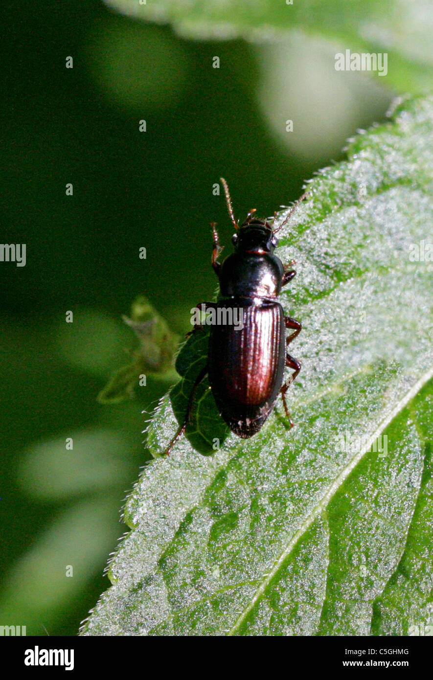 Harpalus affinis hi-res stock photography and images - Alamy