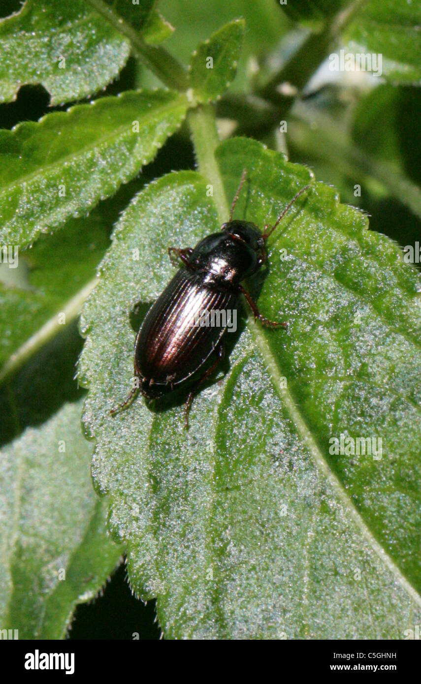 Beetle, Harpalus affinis, Harpalini, Carabinae, Carabidae ...