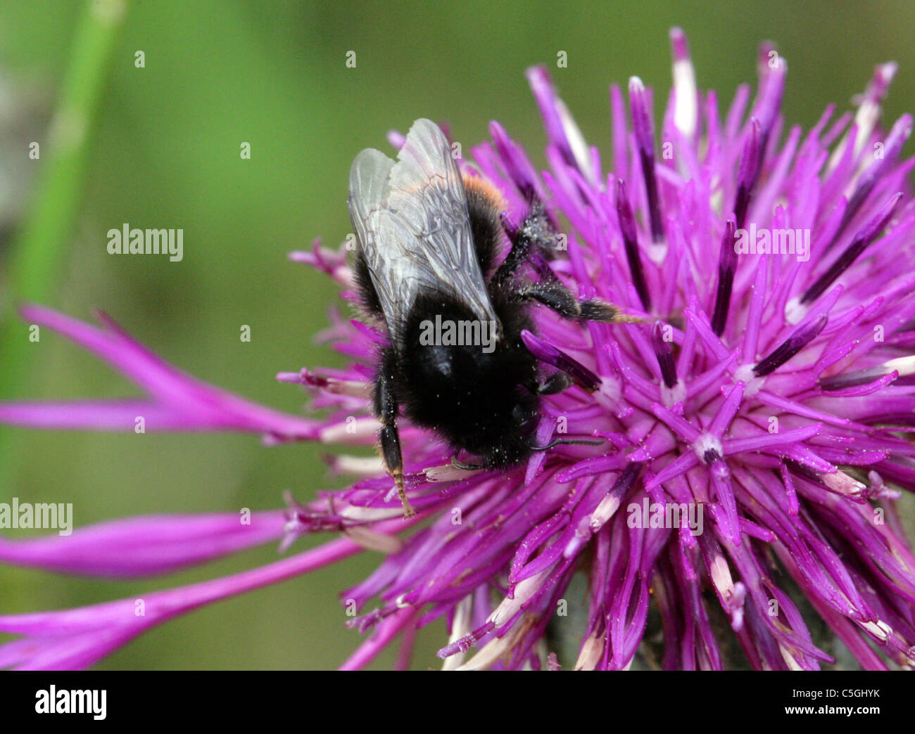 Red Shanked Carder Bee, Bombus ruderarius, Apidae, Apoidea, Apocrita ...