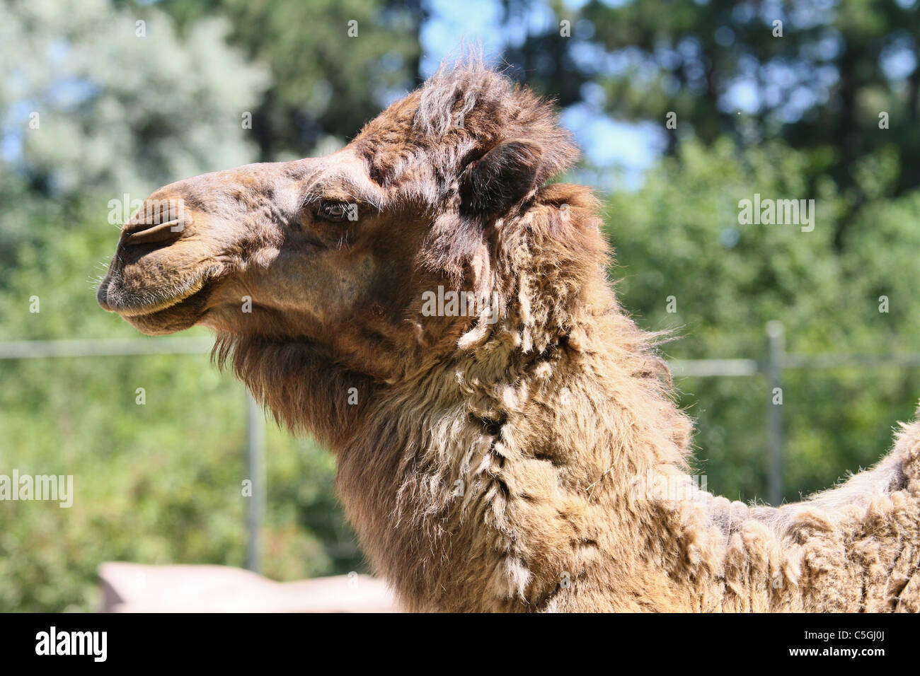 Camel head hi-res stock photography and images - Alamy